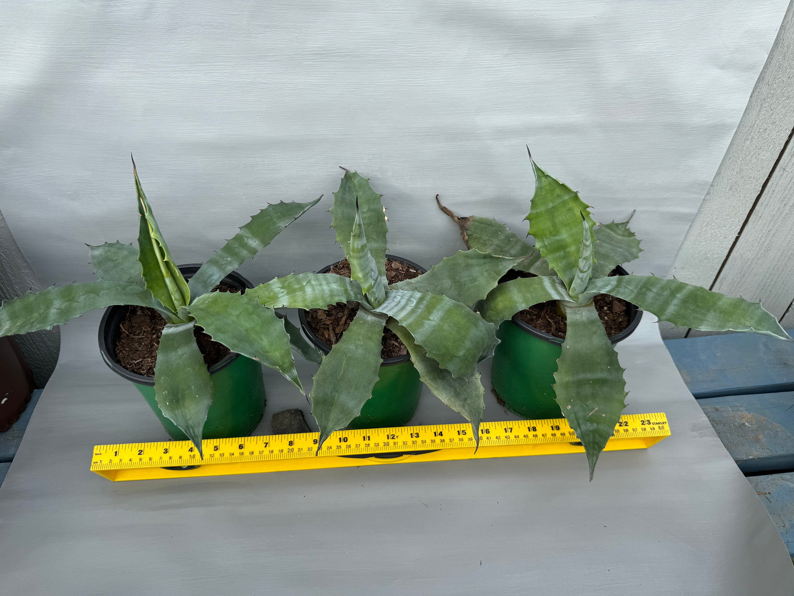 Agave Marmorata marbled Agave, Rare Agave - Etsy