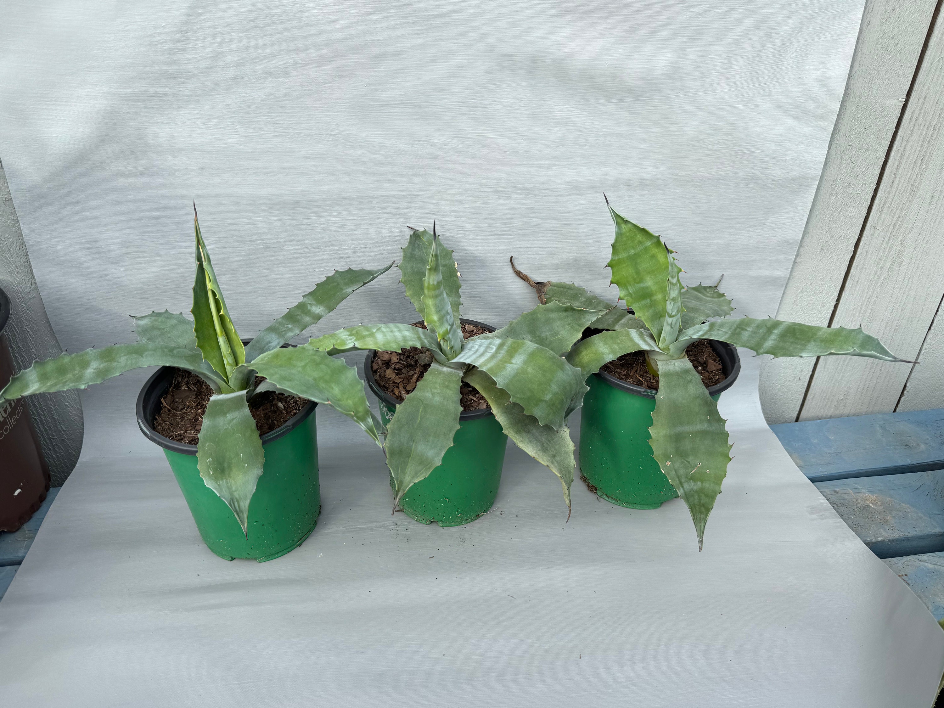 Agave Marmorata marbled Agave, Rare Agave - Etsy