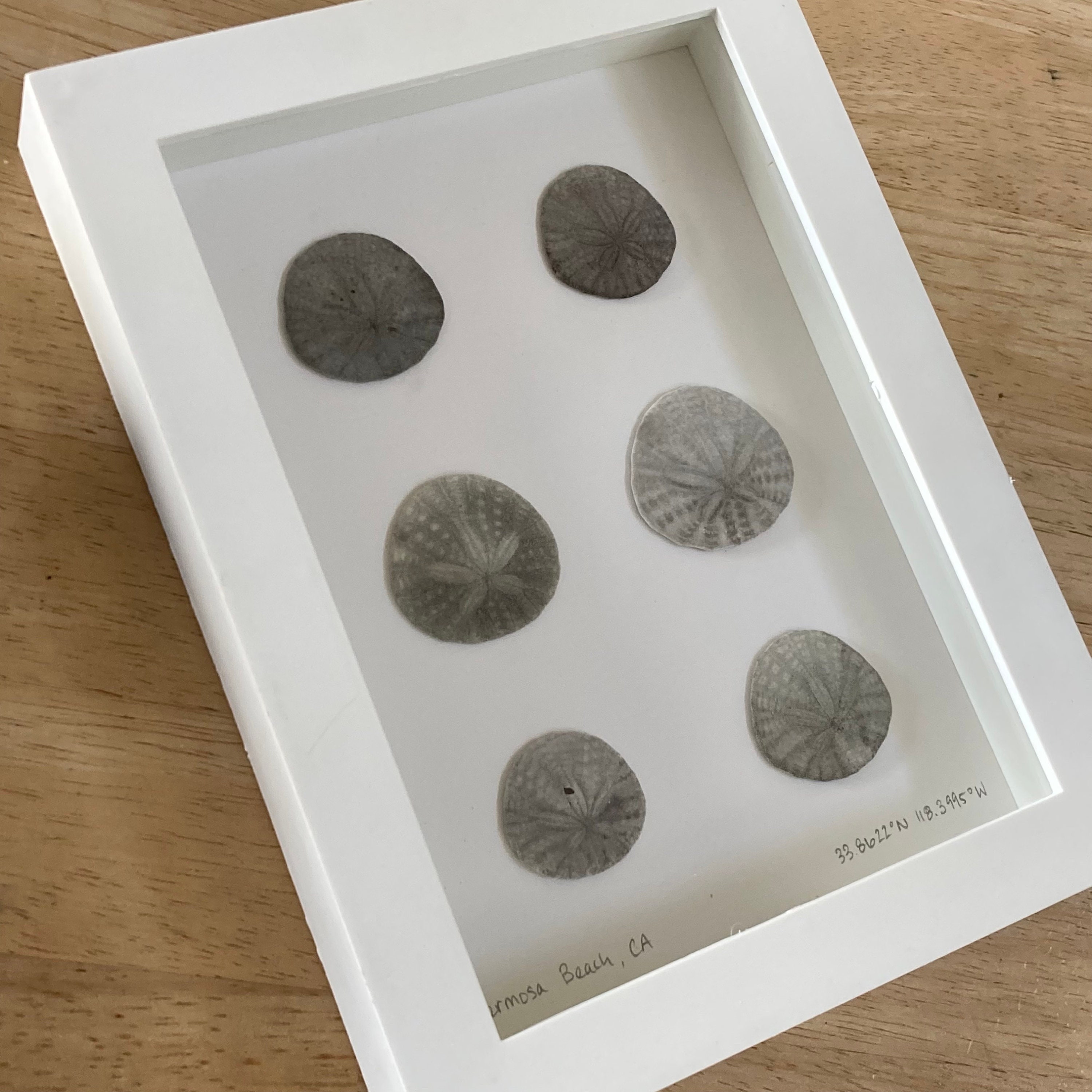One-of-a-kind Small Sand Dollar Art From Hermosa Beach, CA (6" X 8") - Etsy