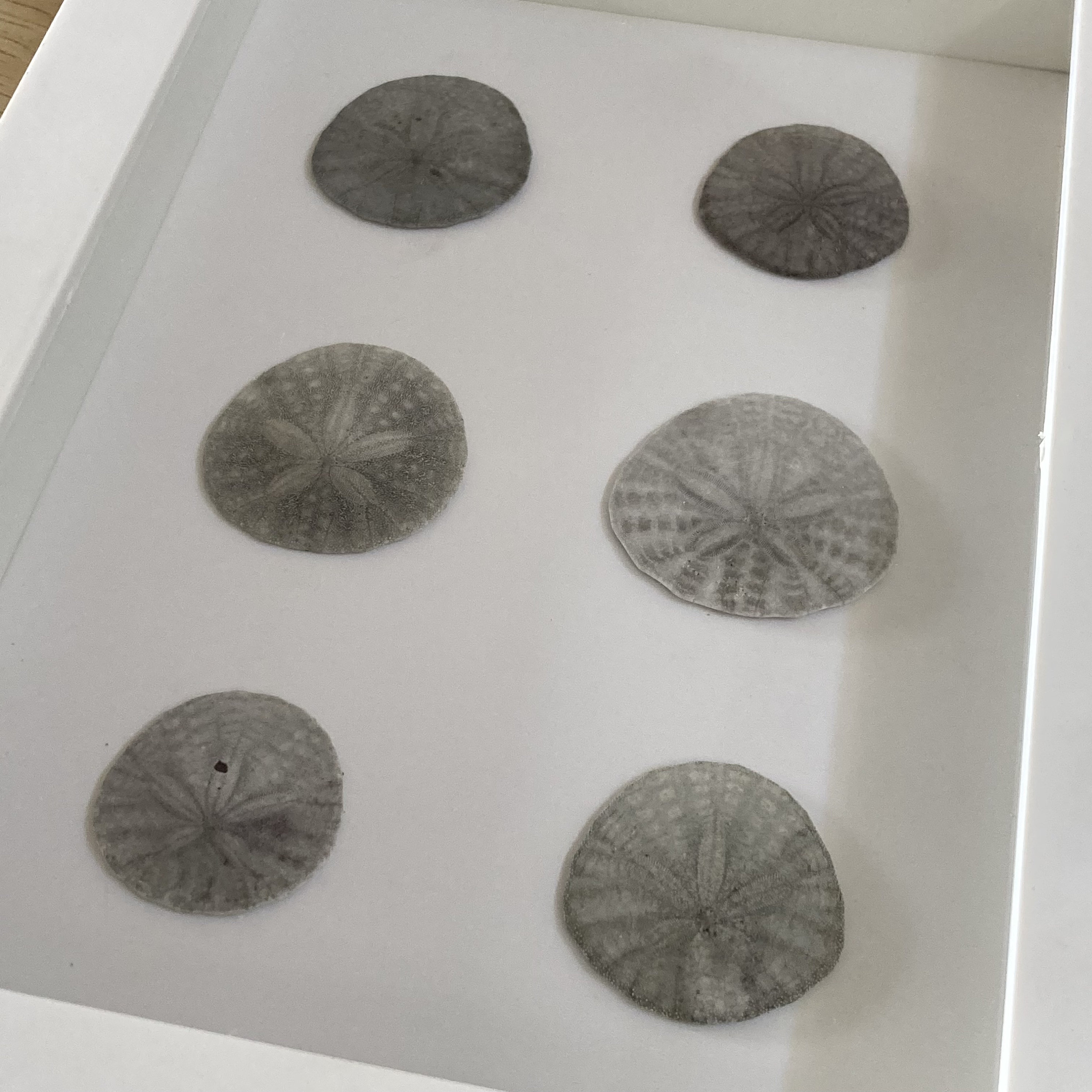 One-of-a-kind Small Sand Dollar Art From Hermosa Beach, CA (6" X 8") - Etsy