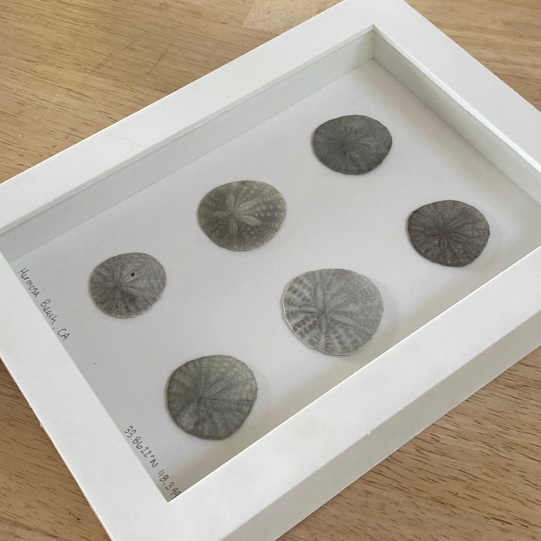 One-of-a-kind Small Sand Dollar Art From Hermosa Beach, CA (6" X 8") - Etsy