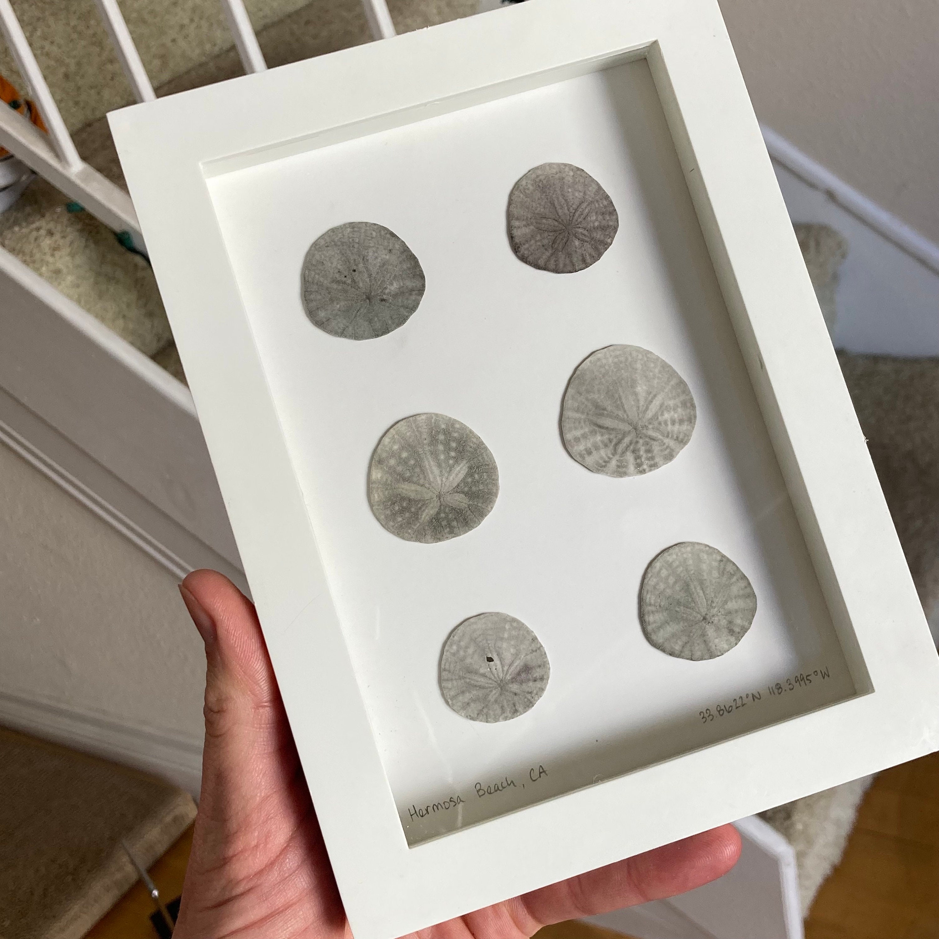 One-of-a-kind Small Sand Dollar Art From Hermosa Beach, CA (6" X 8") - Etsy