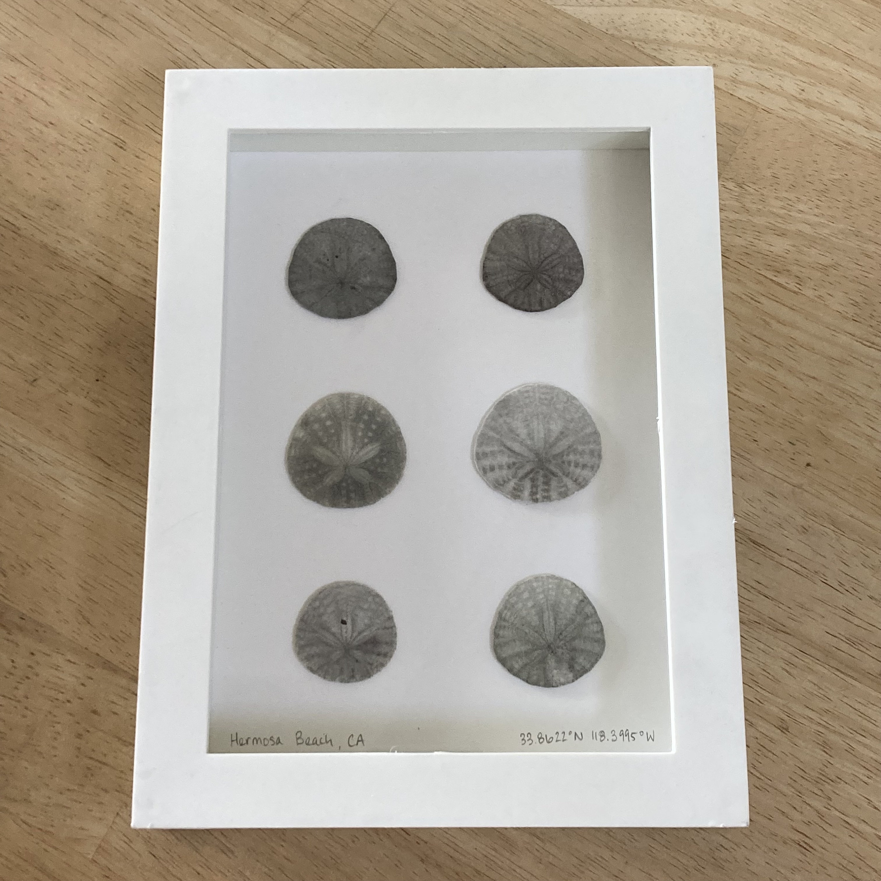 One-of-a-kind Small Sand Dollar Art From Hermosa Beach, CA (6" X 8") - Etsy