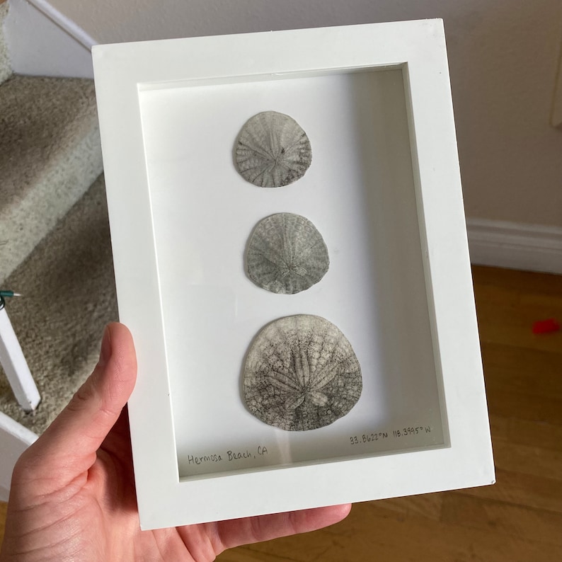 Authentic Hermosa Beach Sand Dollar Art (6" X 8") - Etsy