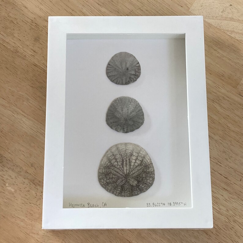 Authentic Hermosa Beach Sand Dollar Art (6" X 8") - Etsy
