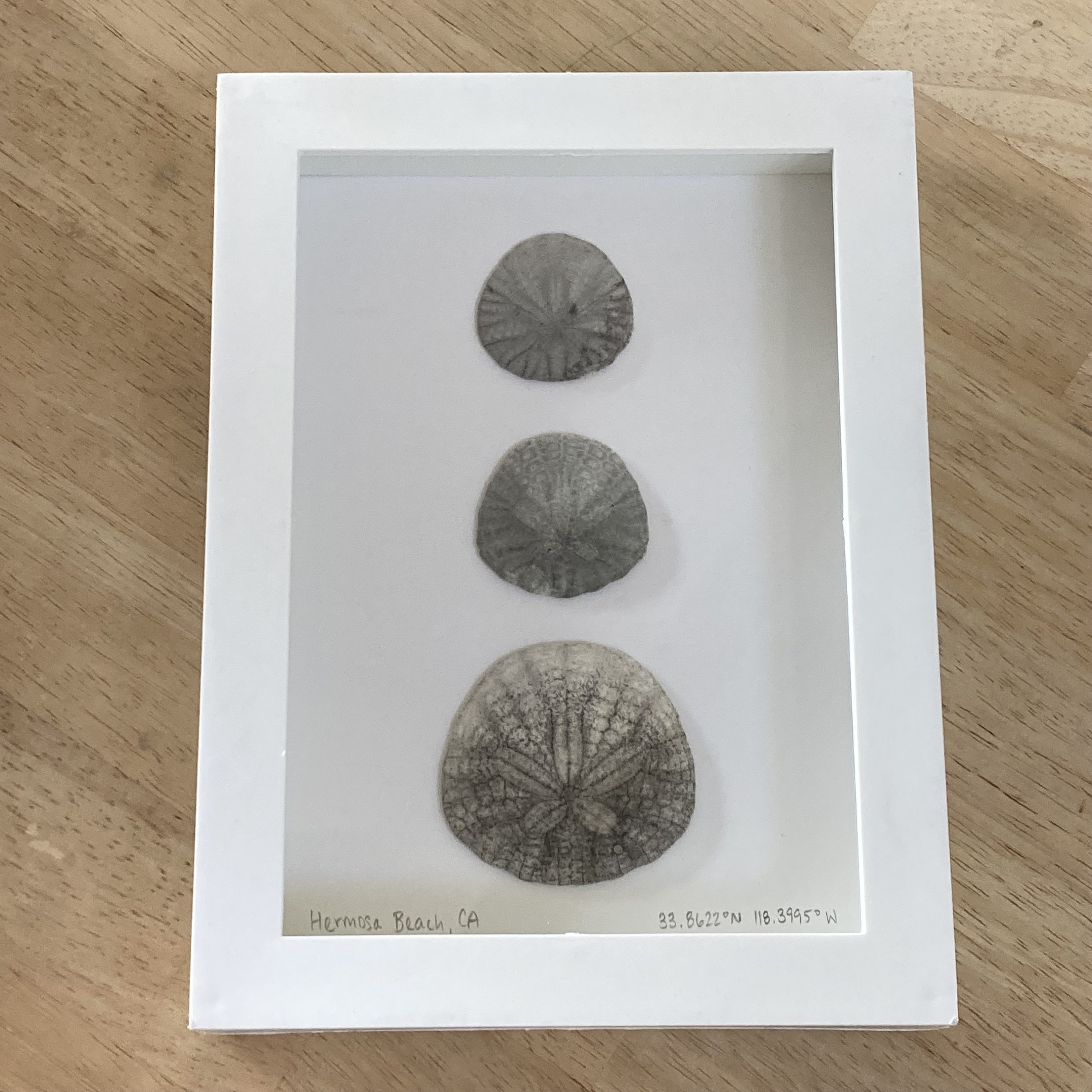 Authentic Hermosa Beach Sand Dollar Art (6" X 8") - Etsy