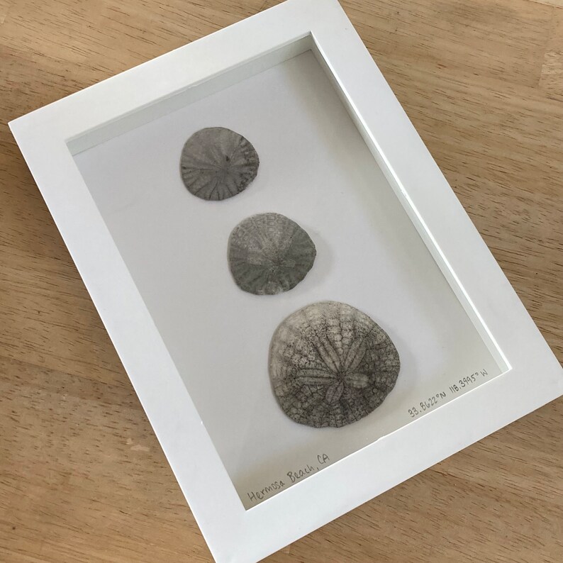 Authentic Hermosa Beach Sand Dollar Art (6" X 8") - Etsy