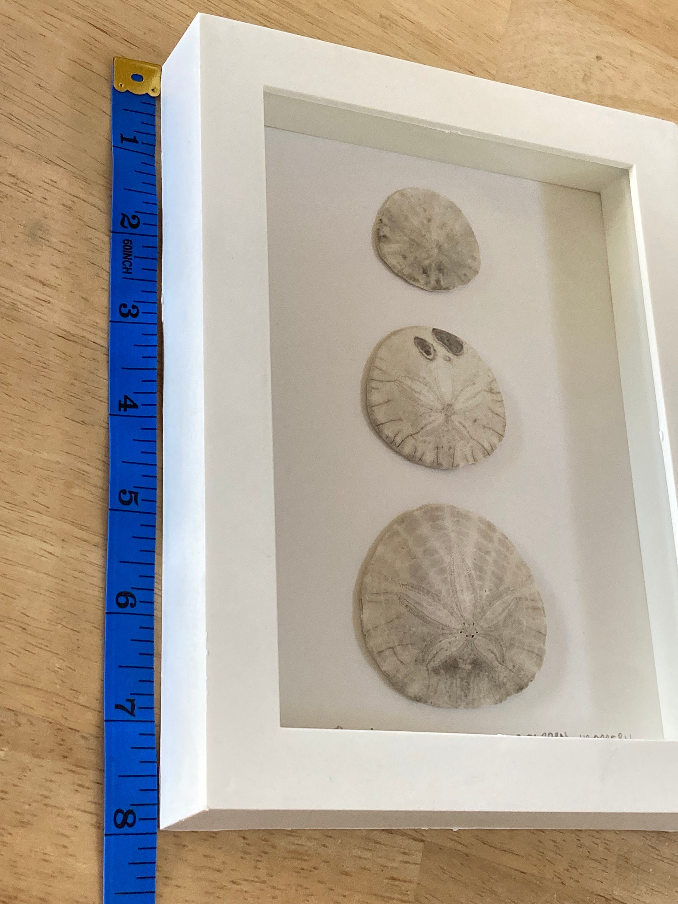 One-of-a-kind Sand Dollar Art From Hermosa Beach, CA (6" X 8") - Etsy