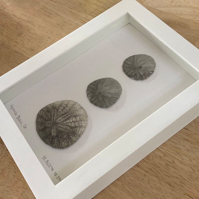 Authentic Hermosa Beach Sand Dollar Art (6" X 8") - Etsy