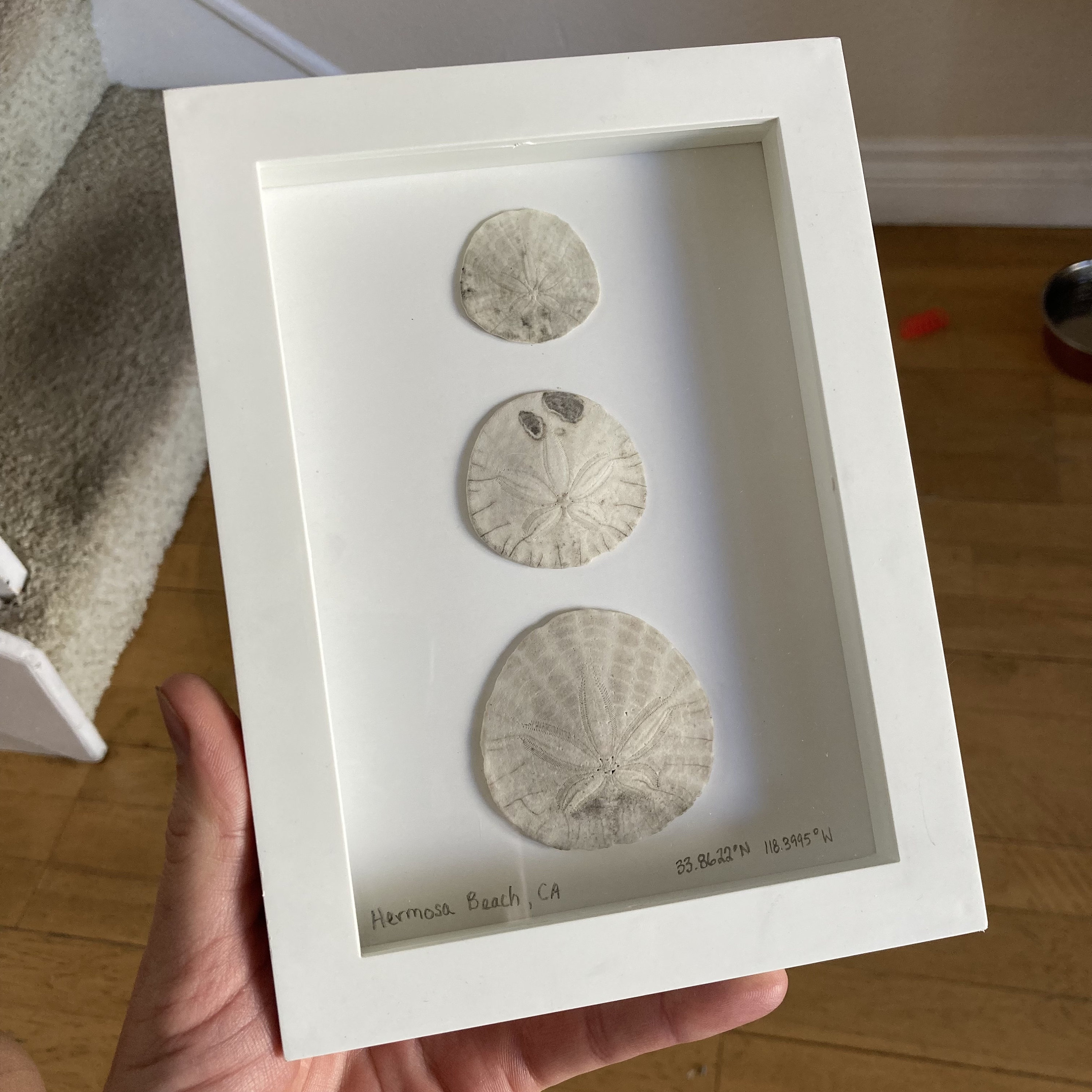 One-of-a-kind Sand Dollar Art From Hermosa Beach, CA (6" X 8") - Etsy