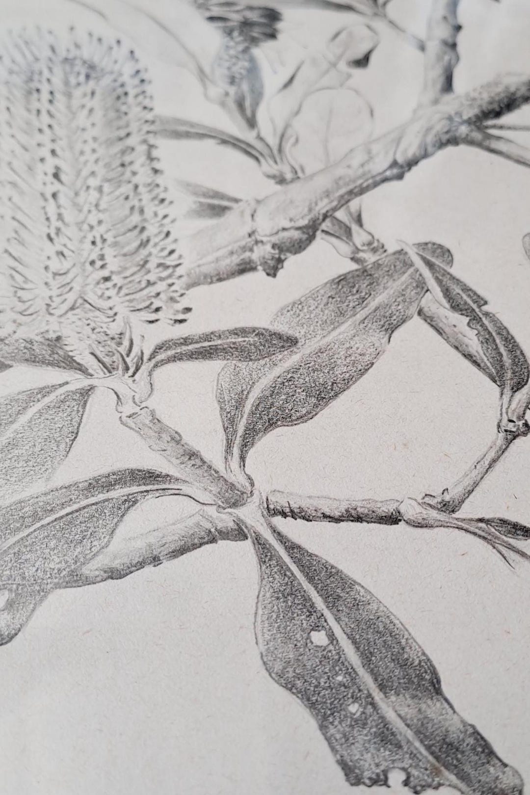Vintage Framed Botanical Pencil Drawing - Original - Banksia ...