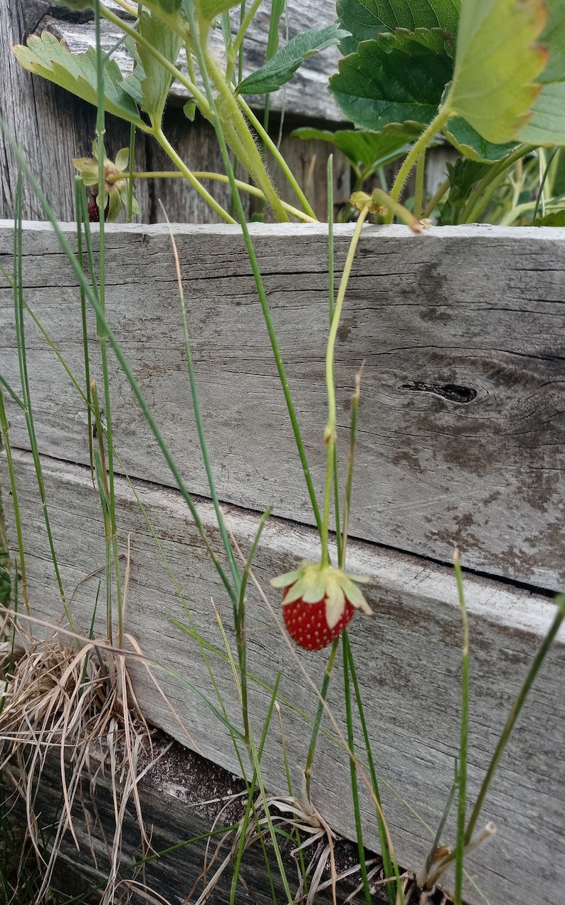 All Natural Michigan Wild Perennial Strawberry Seeds - Etsy