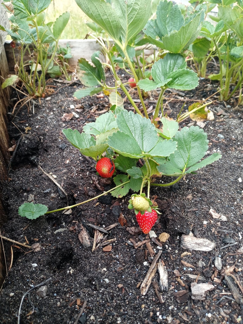 All Natural Michigan Wild Perennial Strawberry Seeds - Etsy