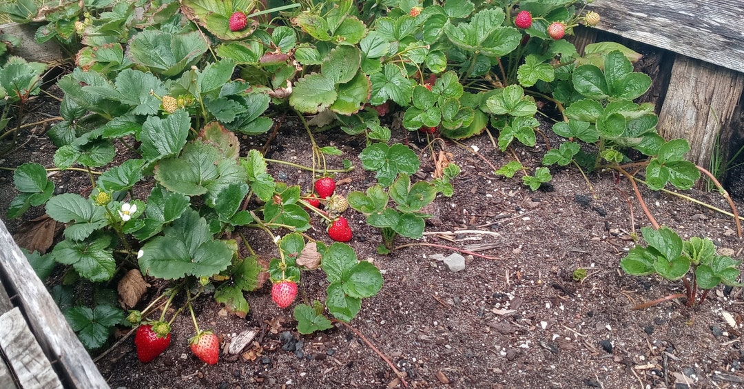 All Natural Michigan Wild Perennial Strawberry Seeds - Etsy