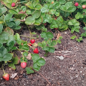 All Natural Michigan Wild Perennial Strawberry Seeds - Etsy