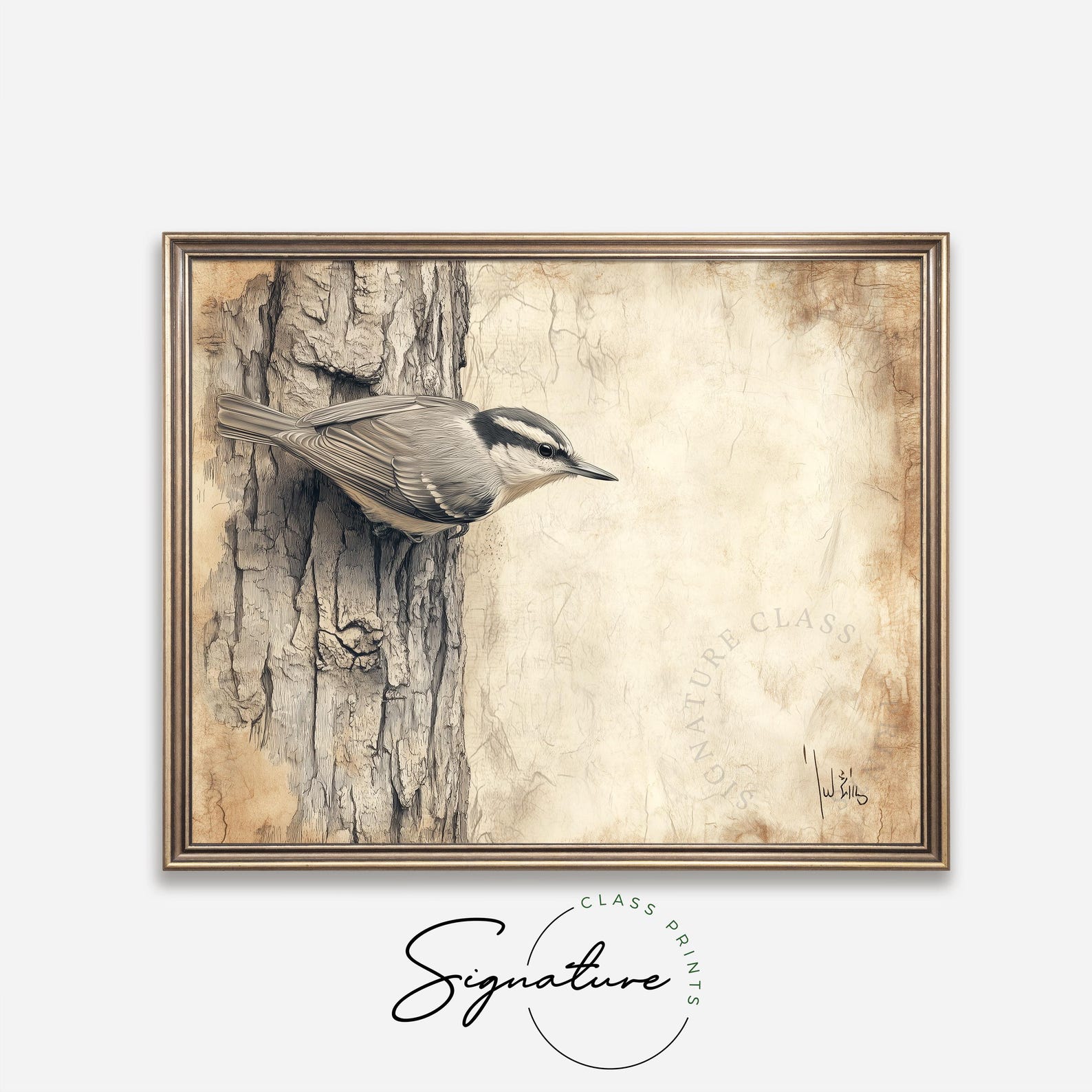 Nuthatch Climbing Tree Printable Sketch - Rustic Vintage Bird ...