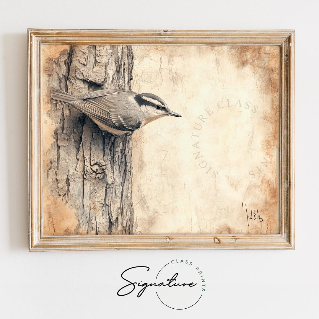 Nuthatch Climbing Tree Printable Sketch - Rustic Vintage Bird ...