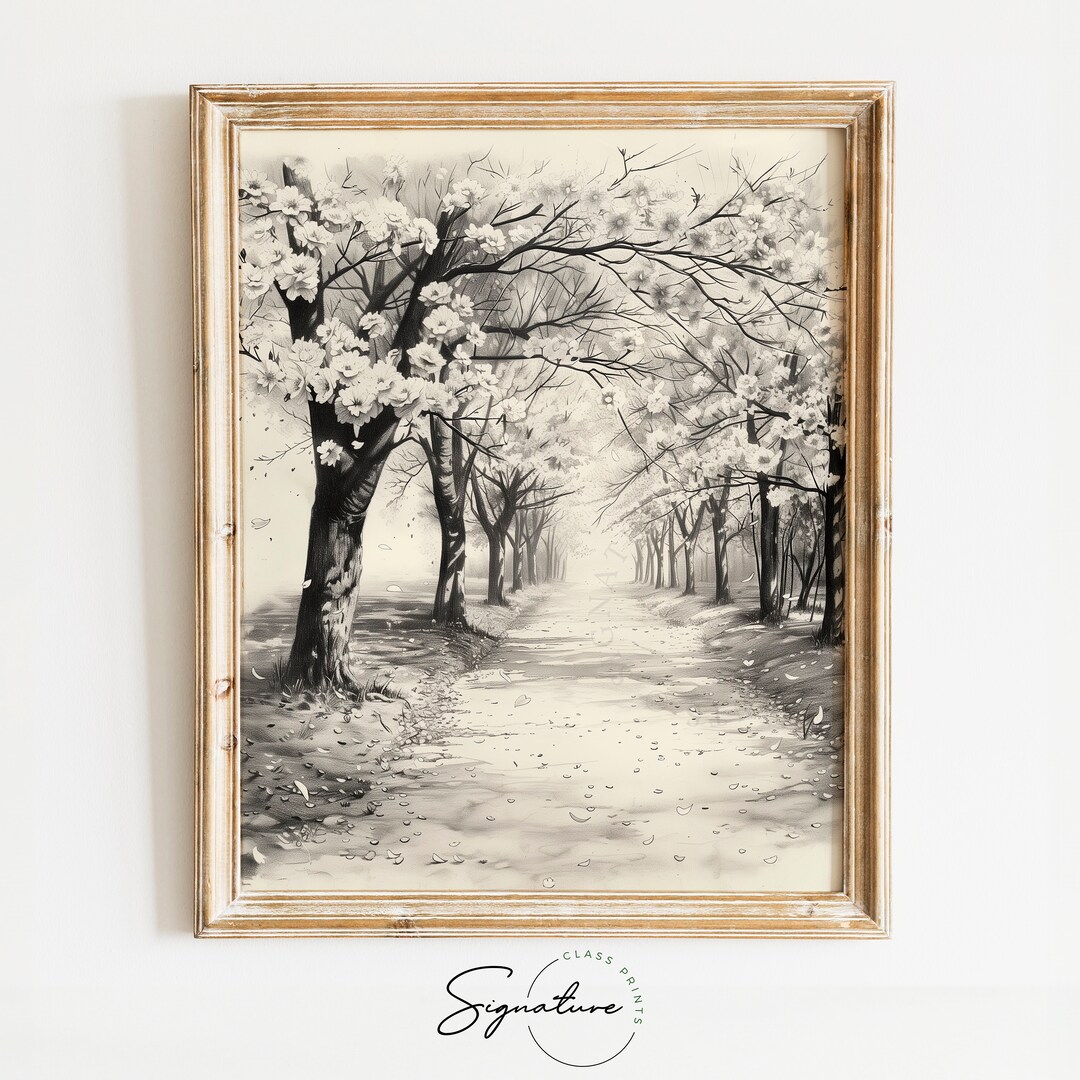 Printable Path Lined With Cherry Blossoms in Spring Sketch Tranquil ...