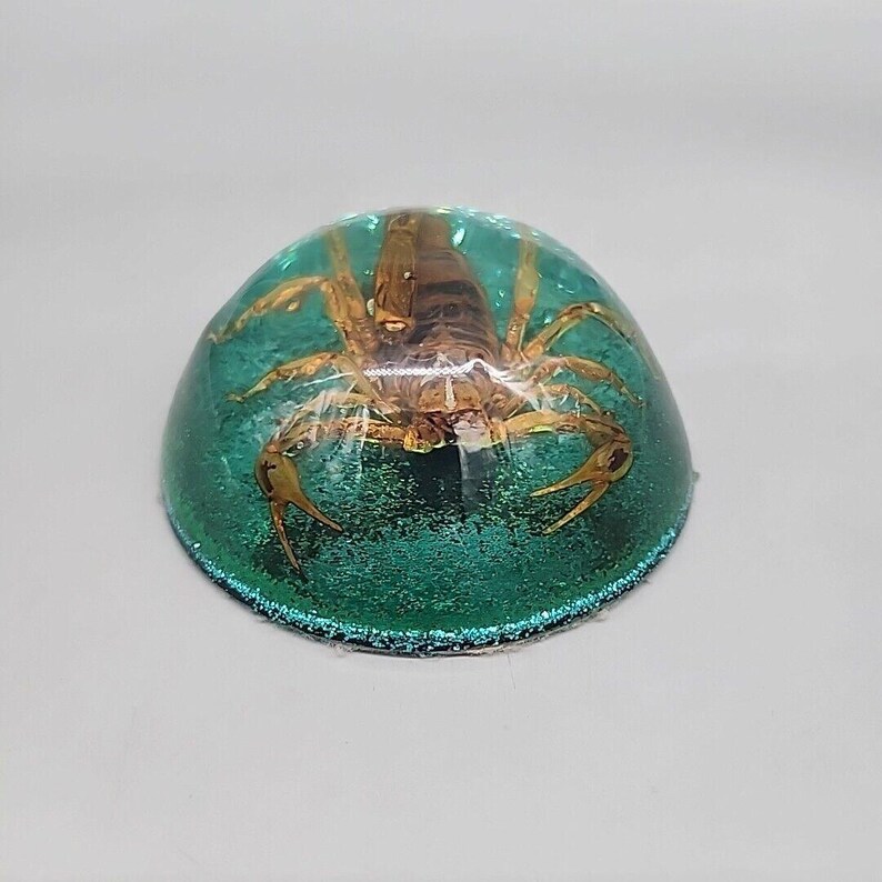 Vintage Taxidermy Scorpion Insect Paperweight 4 Lucite - Etsy