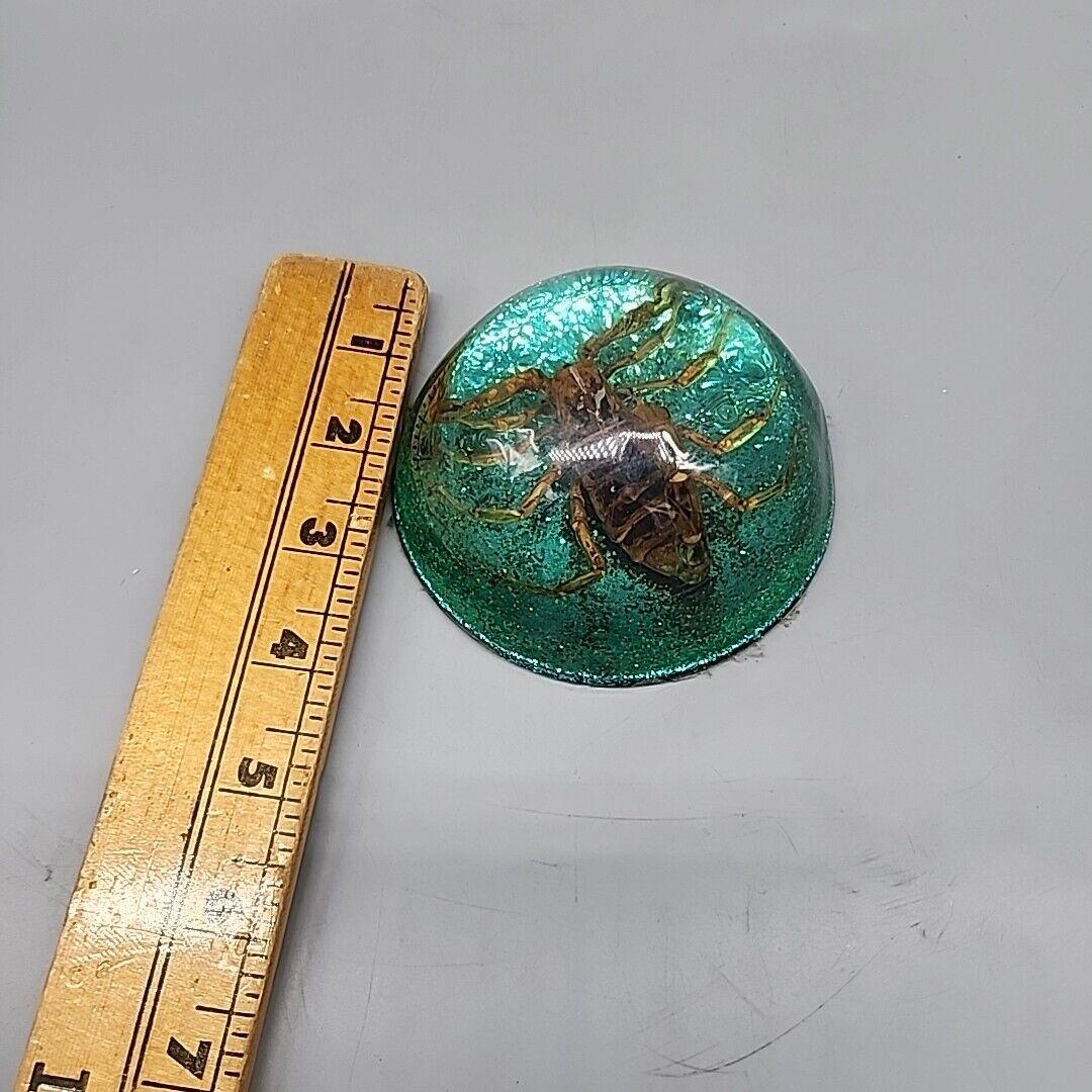 Vintage Taxidermy Scorpion Insect Paperweight 4 Lucite - Etsy