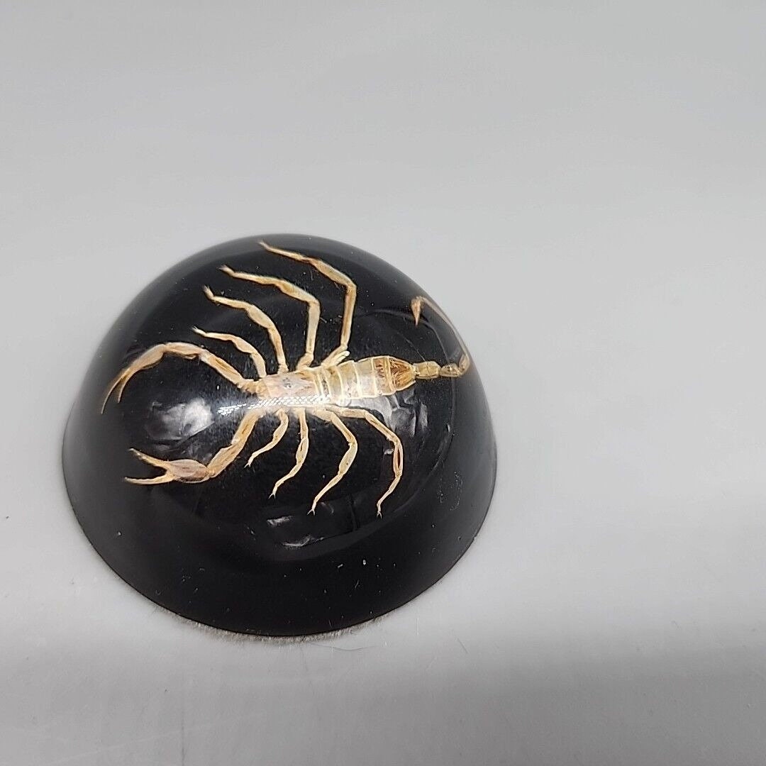 Vintage Scorpion in Lucite Dome Paperweight Black Background 2.5 - Etsy