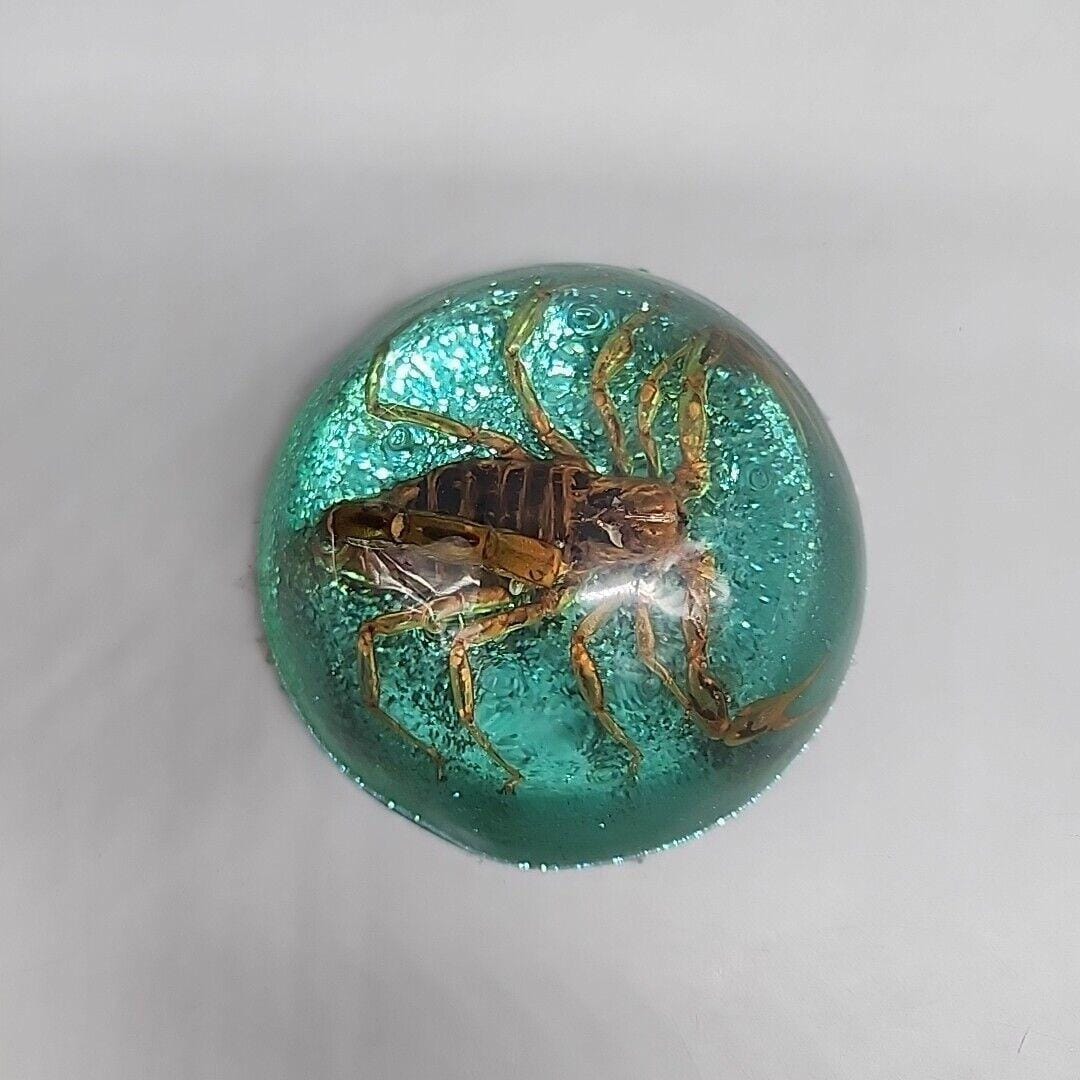 Vintage Taxidermy Scorpion Insect Paperweight 4 Lucite - Etsy