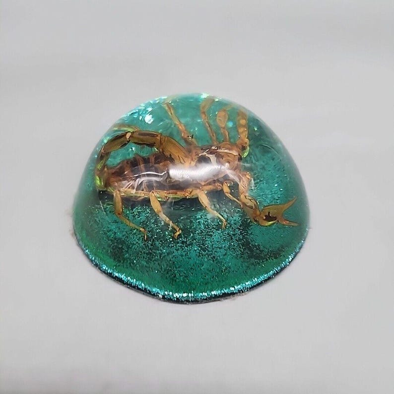 Vintage Taxidermy Scorpion Insect Paperweight 4 Lucite - Etsy