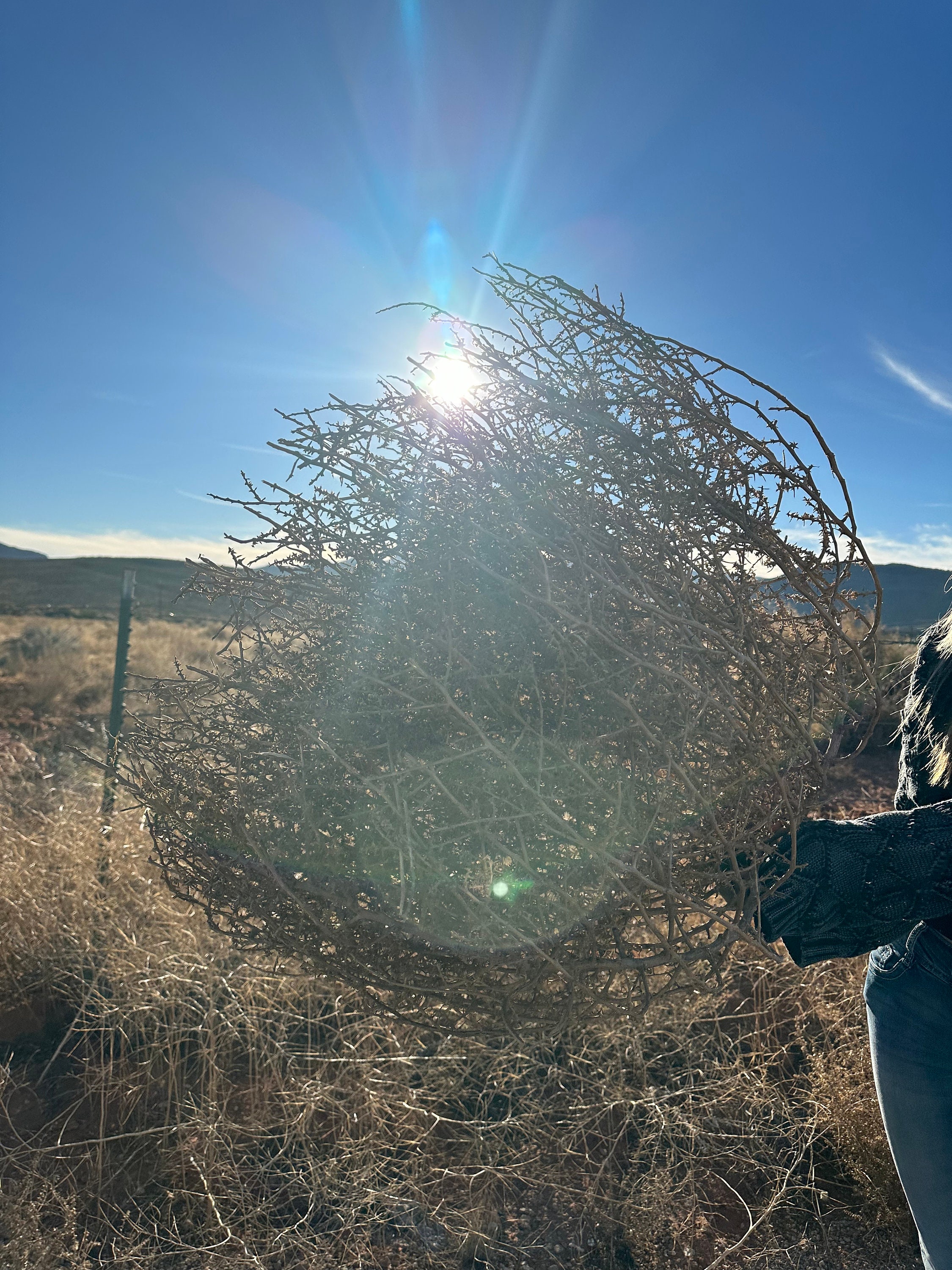 Jumbo Tumble Weed. Huge Desert Decor Statement Piece, Unique Rustic ...