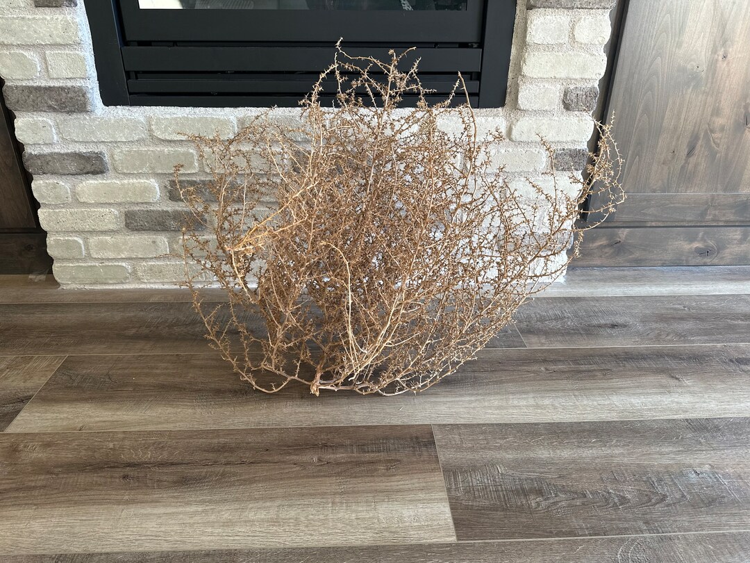 Rustic Real Tumbleweed, Authentic Quality Desert Tumbleweed Decor ...
