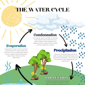 4th Grade Educational Poster BUNDLE_ Water Cycle & Photosynthesis_ High ...