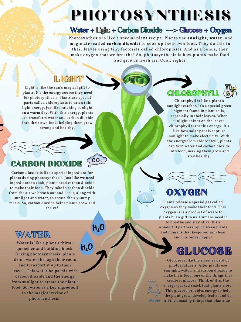 4th Grade Educational Poster BUNDLE_ Water Cycle & Photosynthesis_ High ...