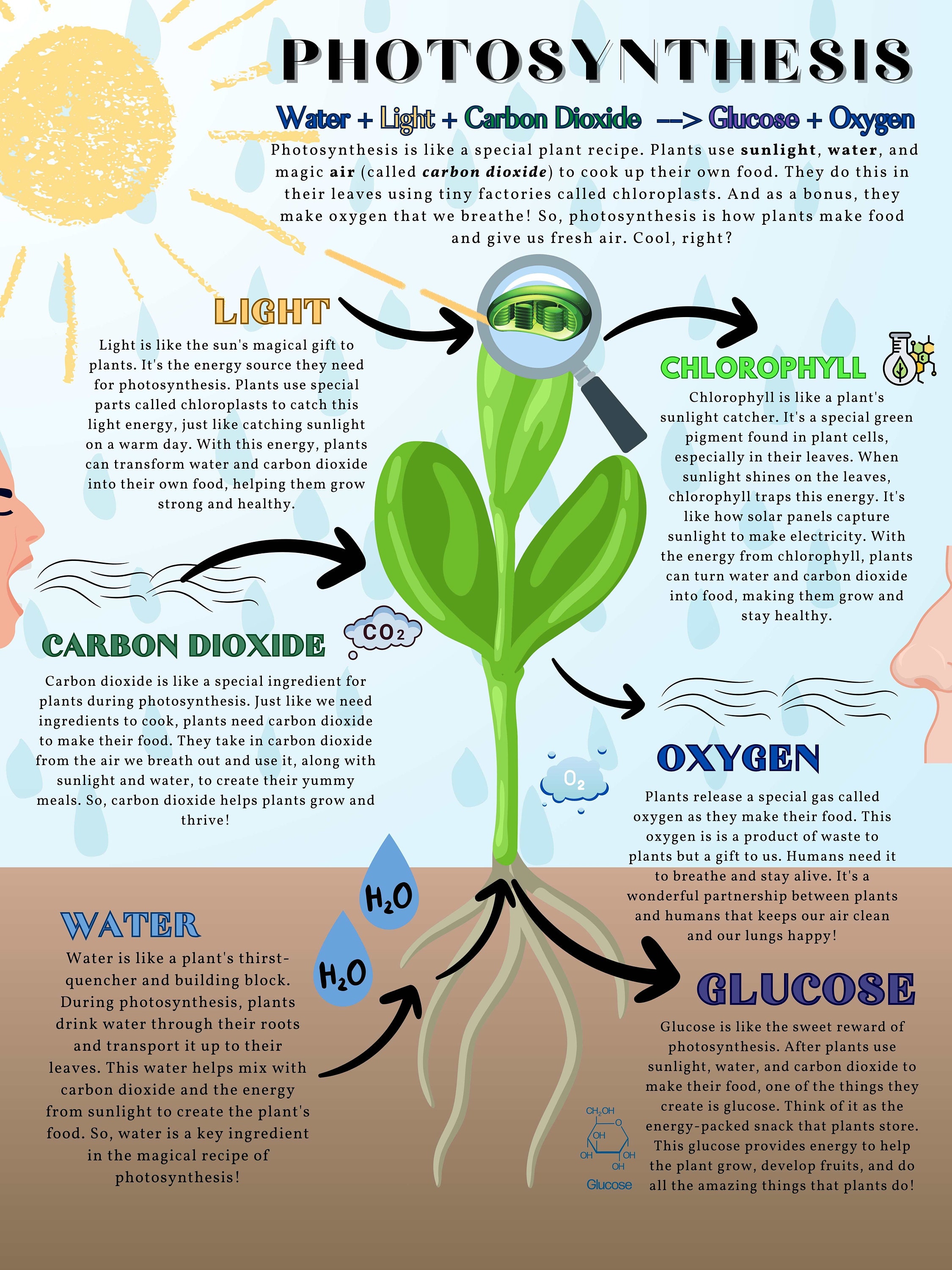 4th Grade Educational Poster BUNDLE_ Water Cycle & Photosynthesis_ High ...