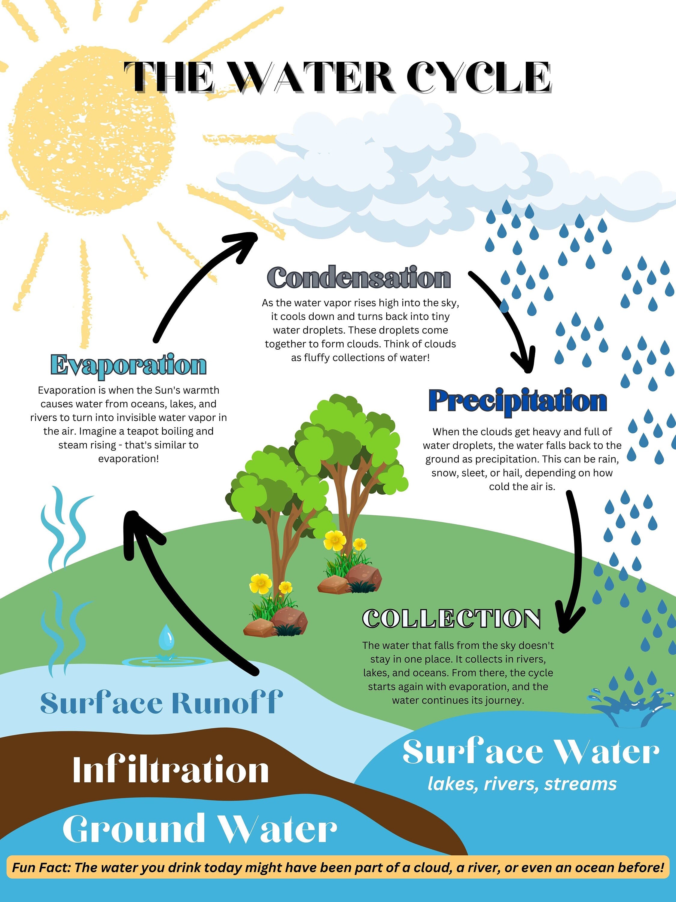 4th Grade Educational Poster BUNDLE_ Water Cycle & Photosynthesis_ High ...