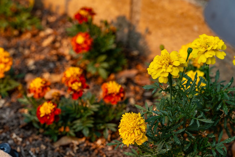 Marigold Flowers - Etsy