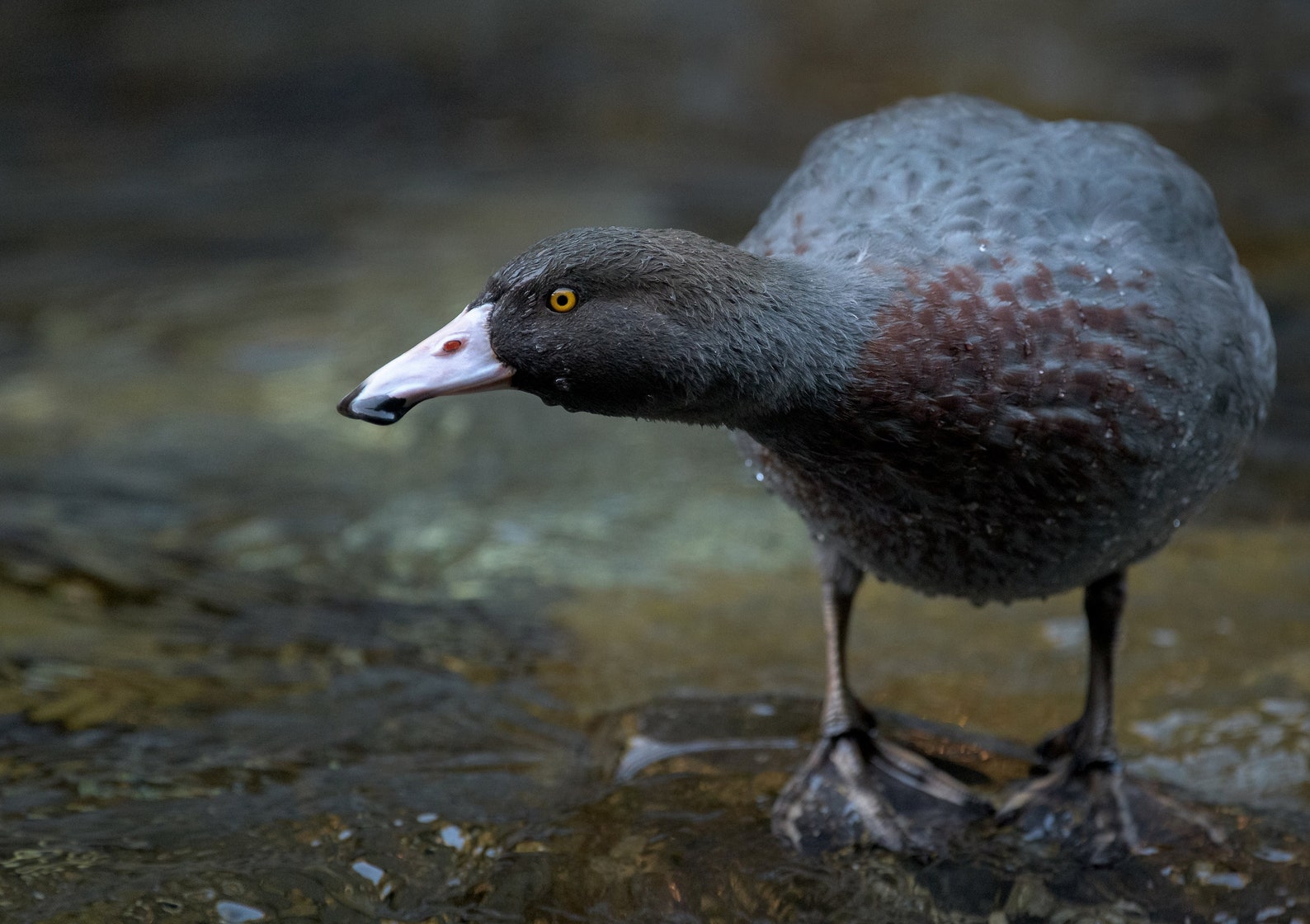 Rare Endangered New Zealand Whio/blue Duck [digital Download] - Etsy
