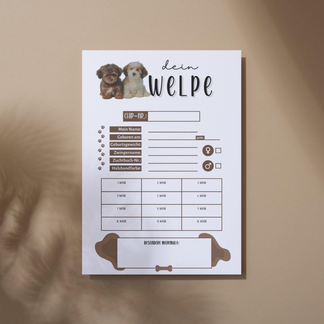 Puppy Card File | Dog Puppies | Havanese | Dog Breeder Puppies | Litter ...