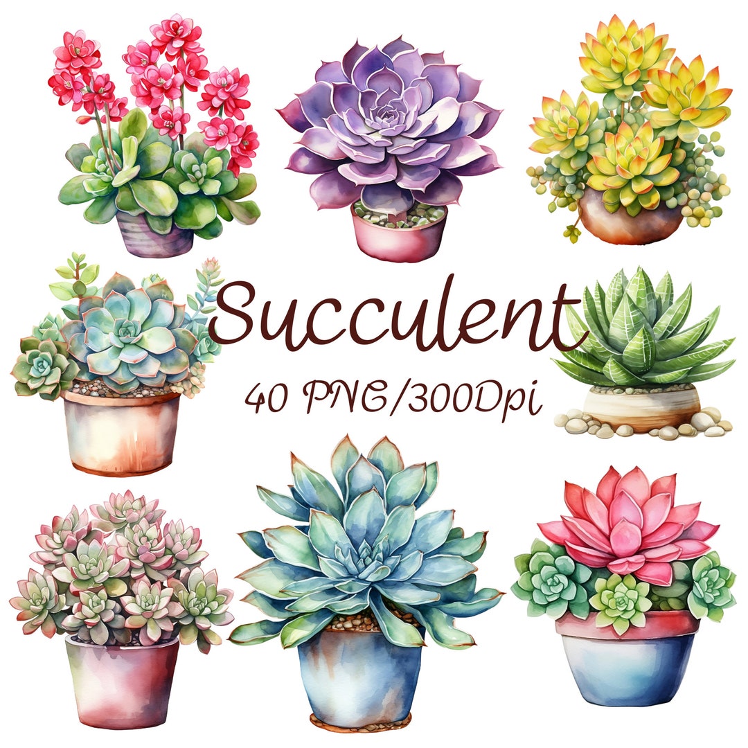Succulent Watercolor Clipart High Quality Transparent Background 40 Png ...