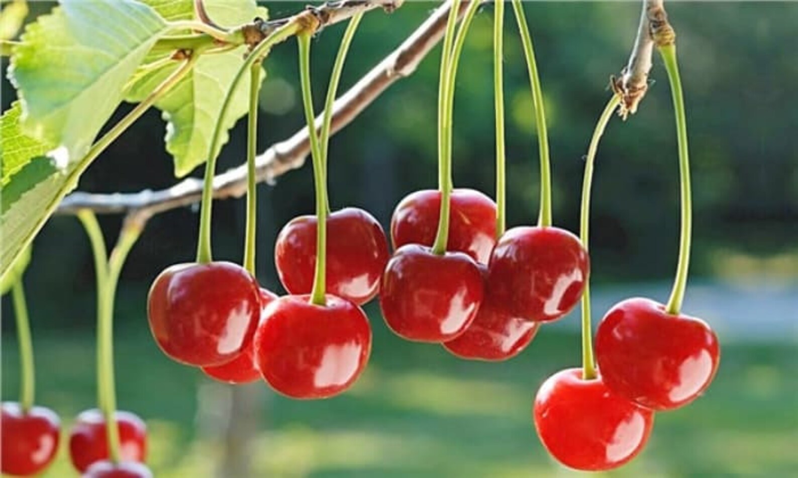 Organic Dried Cherry Stalks,cherry Stem,cherry Tails,additive Free ...