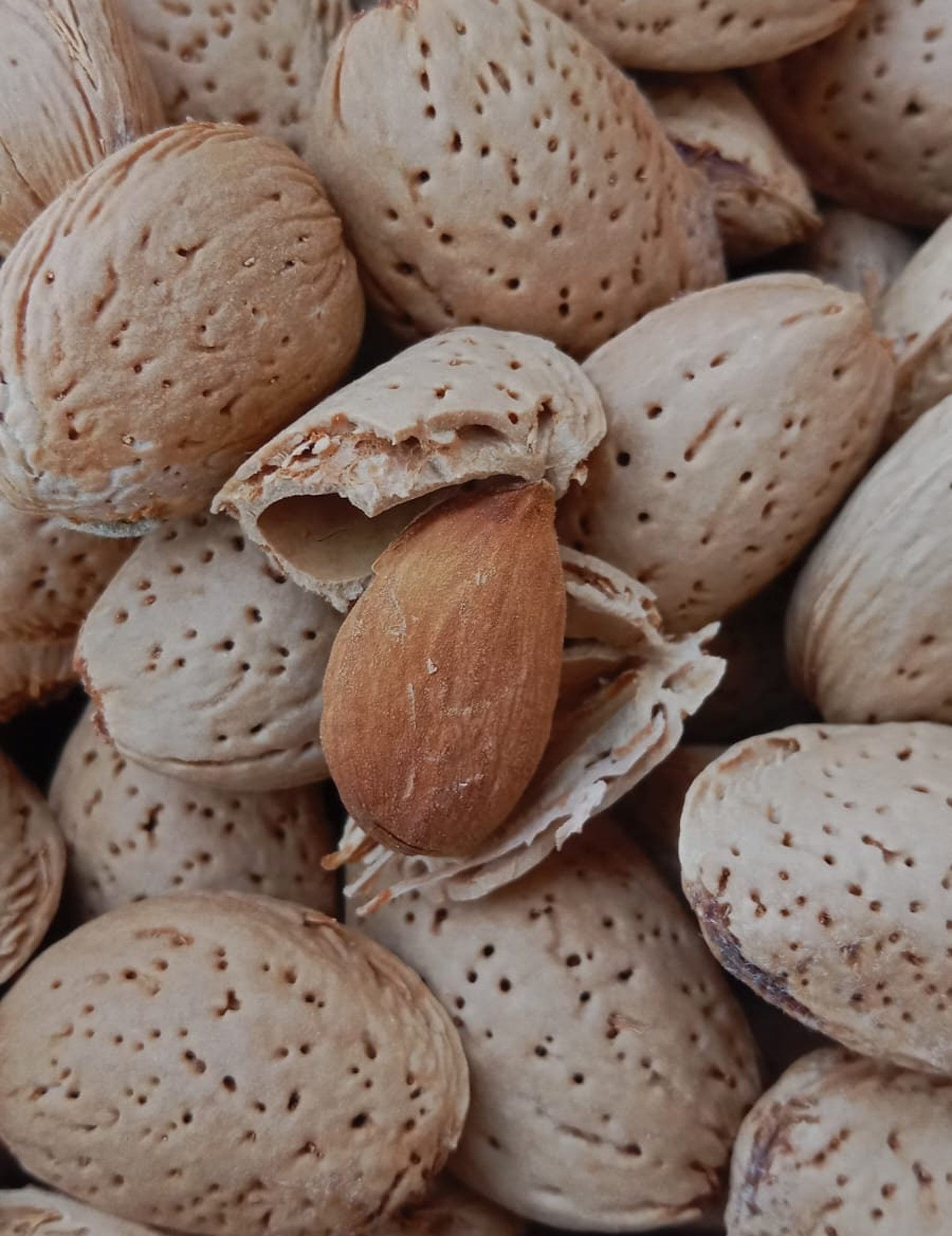 Turkish Almond With Shell, Natural Shelled Almonds, Badaam From ...