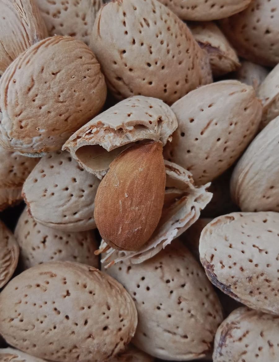 Turkish Almond With Shell, Natural Shelled Almonds, Badaam From ...