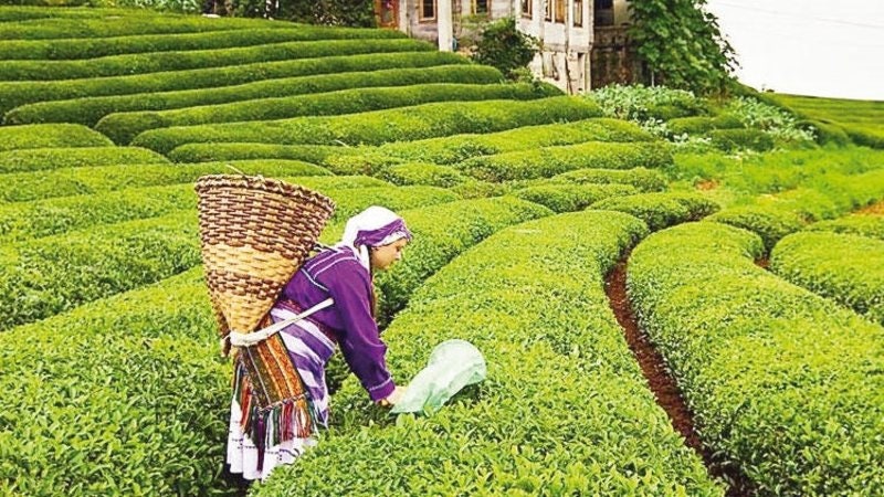 Turkish Black Tea, Anatolian Black Tea, Black Sea Tea, Loose Leaf Tea ...