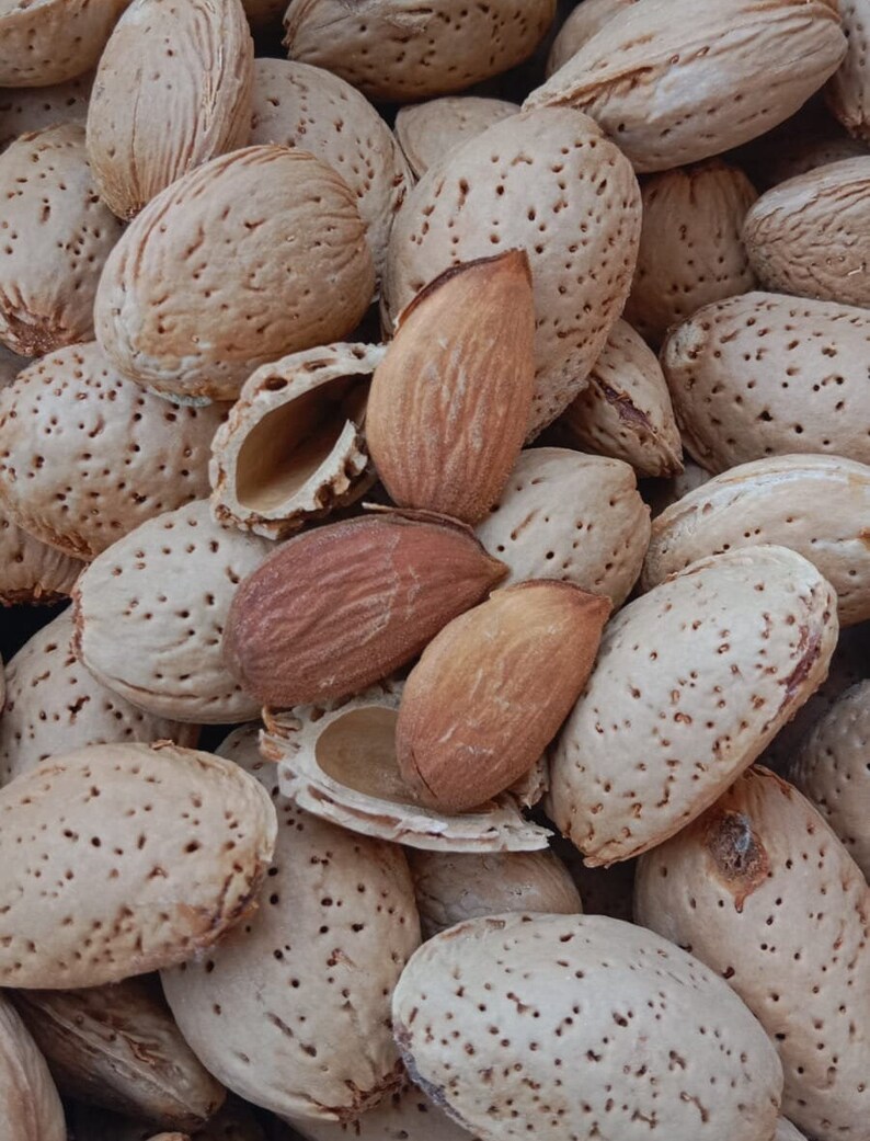 Turkish Almond With Shell, Natural Shelled Almonds, Badaam From ...