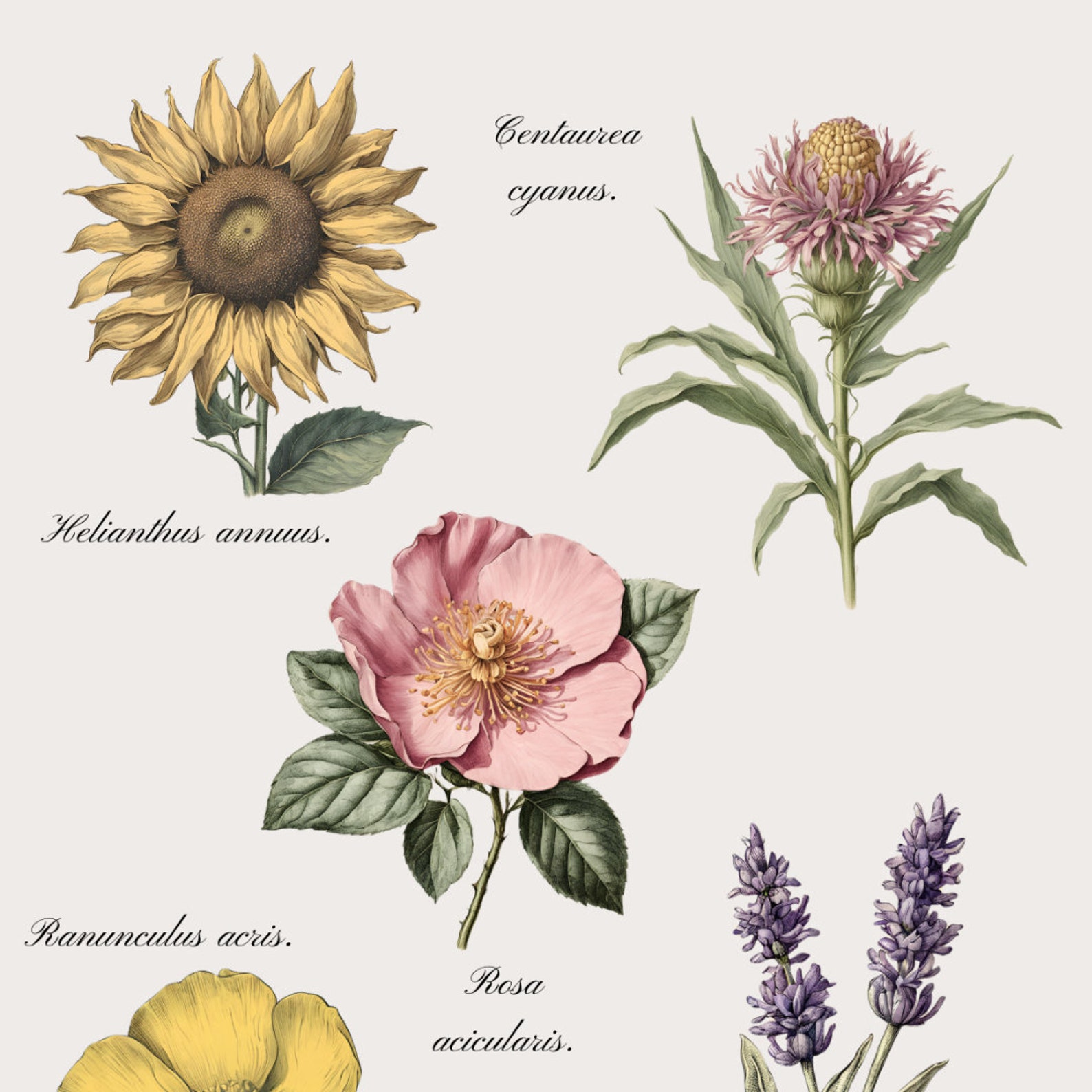Vintage Wildflower Botanical Print: Antique Floral Illustration - Etsy