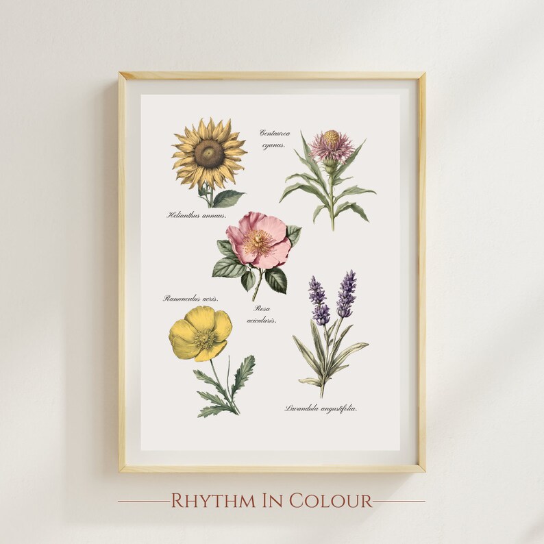 Vintage Wildflower Botanical Print: Antique Floral Illustration - Etsy