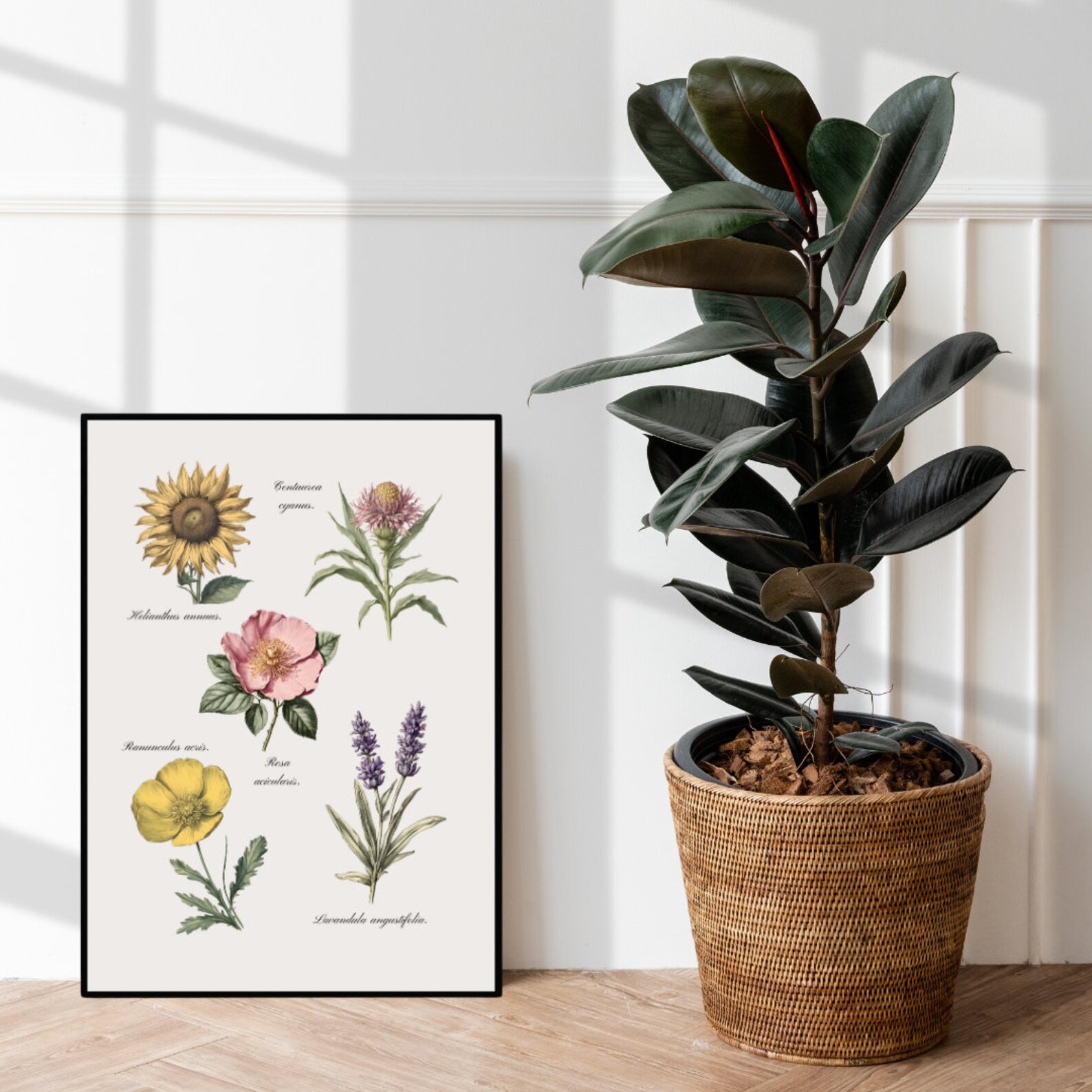 Vintage Wildflower Botanical Print: Antique Floral Illustration - Etsy