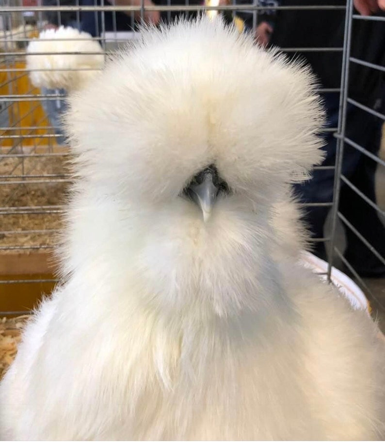 Fluffy White Chicken - Etsy