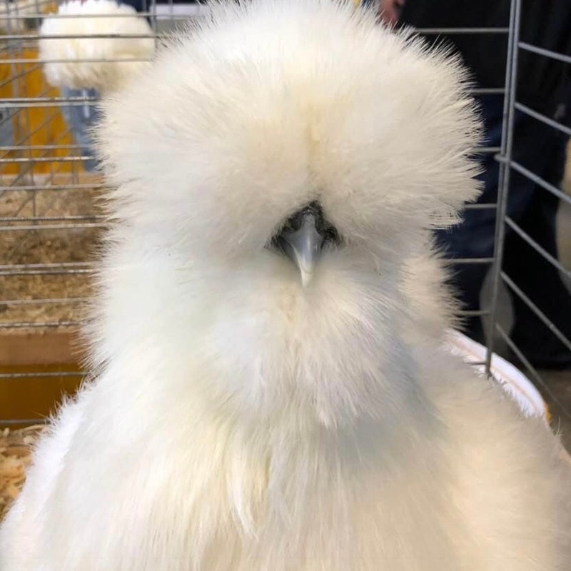 Chicken Puppet - Etsy