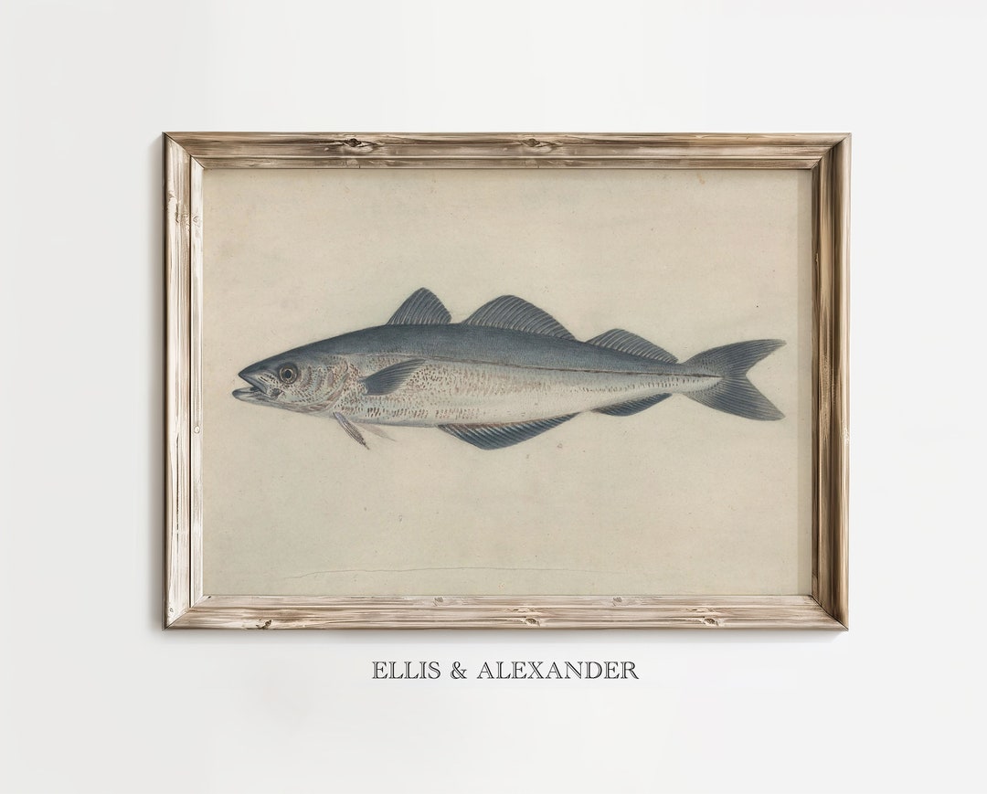 Fish Print | Coalfish Art | Sketch Art | Kitchen Art | Bathroom Prints ...