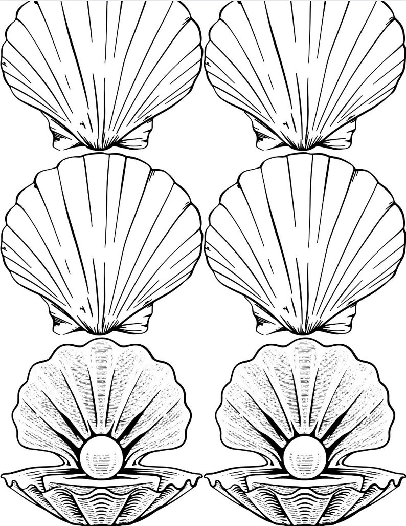Simple Seashell Coloring Pages - Etsy
