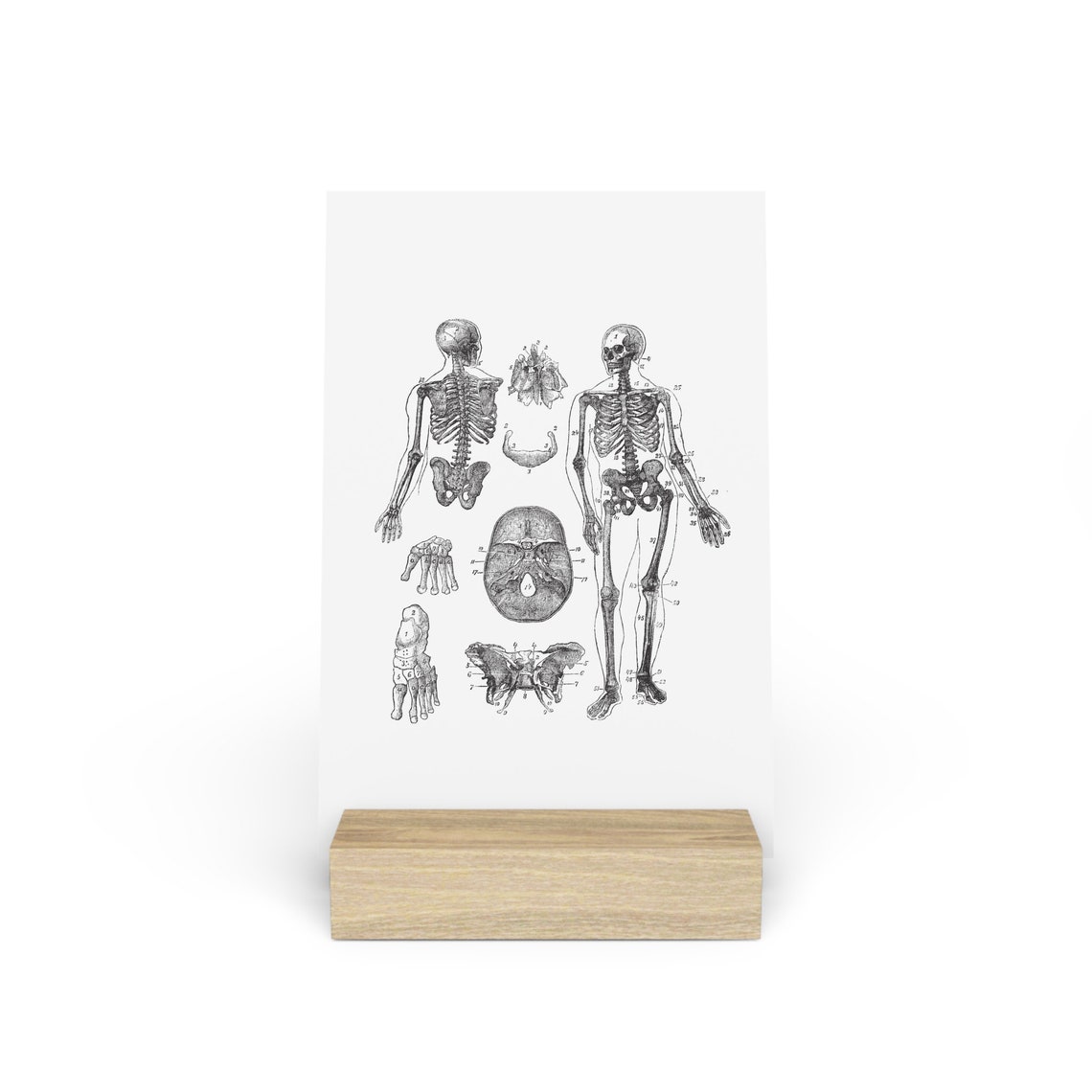 Bone Beauty Gallery Board With Stand - Etsy